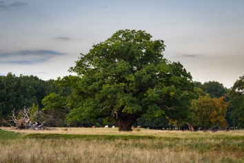 Denmark Embassy Indianapolis | Blog | Click2visas