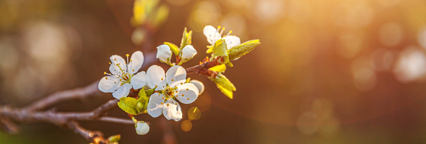 Japanese Embassy Washington DC | Blog | Click2visas