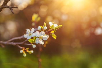 Japanese Embassy Washington DC | Blog | Click2visas