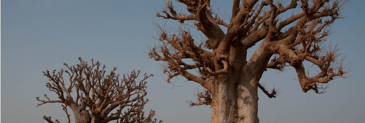 Senegal Consulate in Saint Louis | Blog | Click2visas