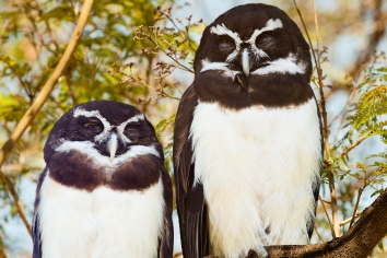 Peruvian Consulate Miami | Blog | Click2visas