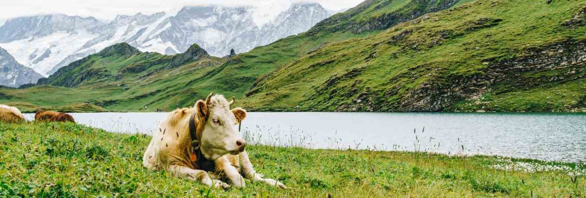 Swiss Consulate Atlanta| Blog | Click2visas