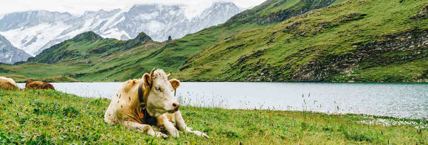 Swiss Consulate Atlanta| Blog | Click2visas